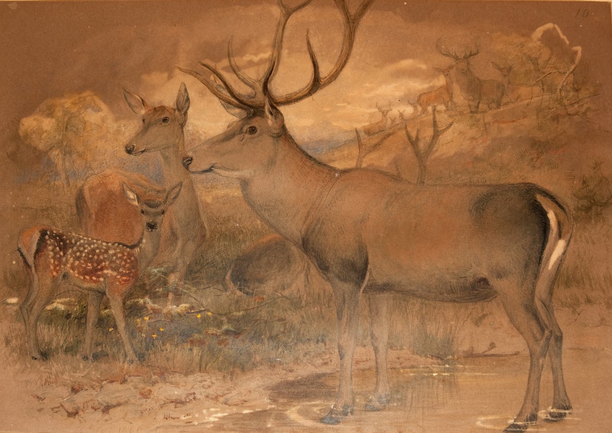 Persian Deer by Joseph Wolf: High-quality fine art print